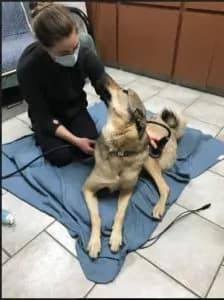 Shockwave Therapy - Essex Animal Hospital